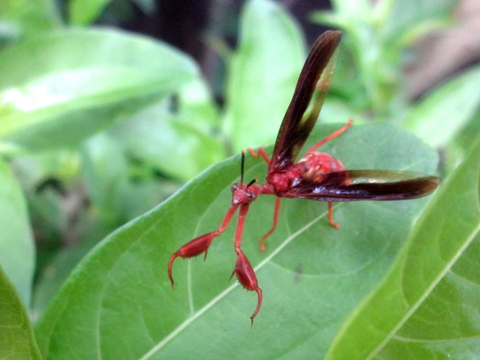 Real Monstrosities: Mantisfly