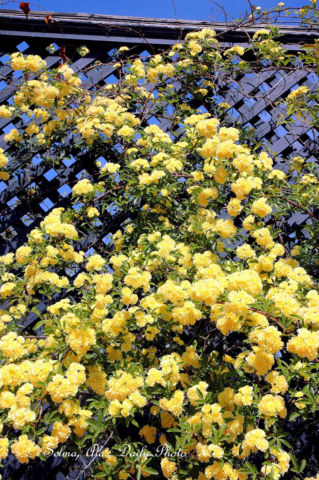 Selma, Ala. Daily Photo: Lady Banks Returns
