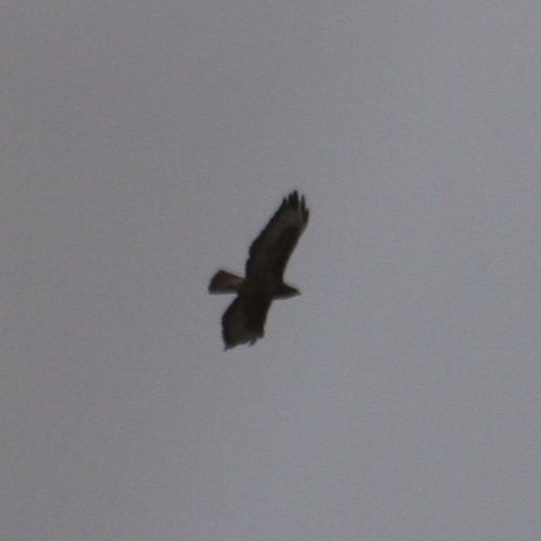 Morgithology: March 2011