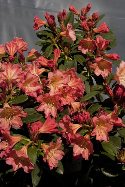 Valley View Nursery Blog: Beautiful Blooming Rhododendrons AKA Eye Candy!!
