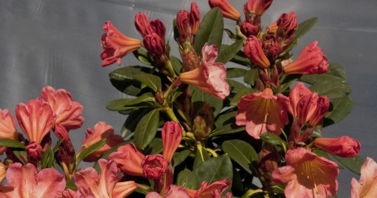 Valley View Nursery Blog: Beautiful Blooming Rhododendrons AKA Eye Candy!!