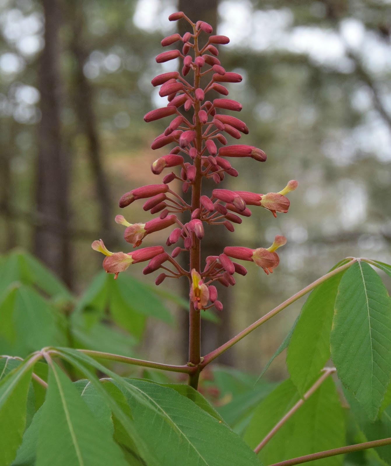 Using Georgia Native Plants: Native Shrubs for Small Gardens