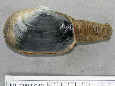 Variety of Life: Myoidea