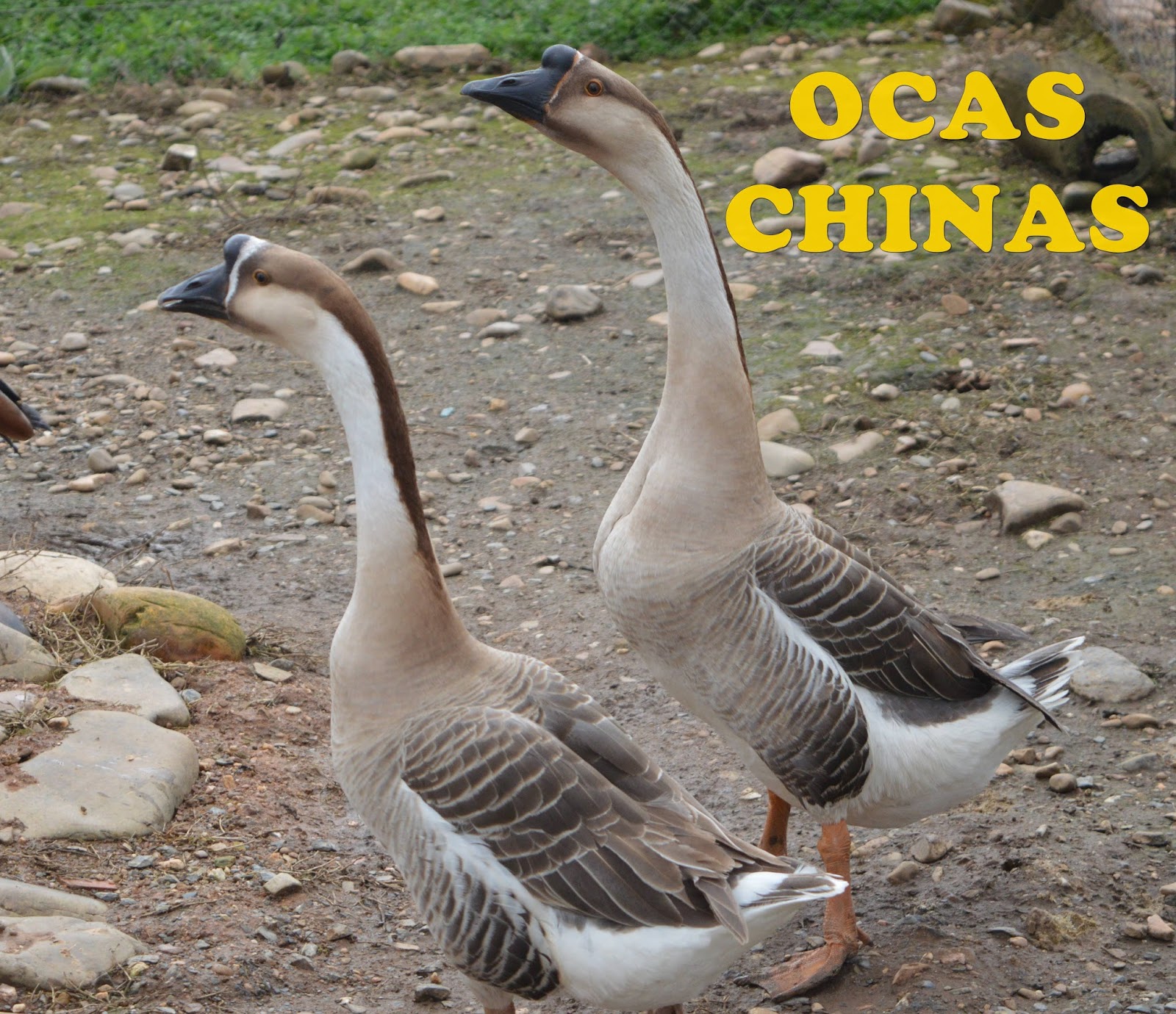 Aves Bierzo: Ocas chinas