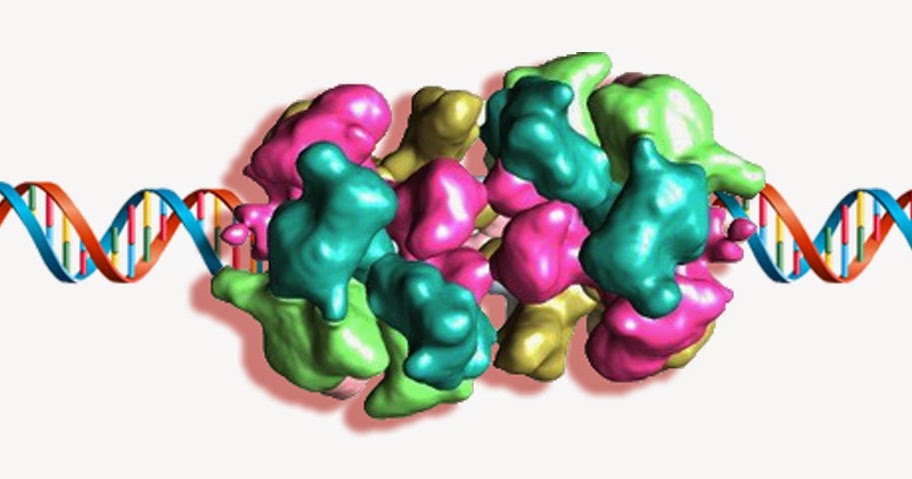 Duplication Of Dna Frens