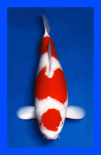 pets: Koi fish