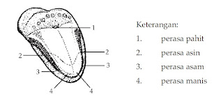 ORGAN PENCERNAAN MAKANAN MANUSIA - Panduan soal