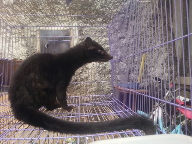 KAHURIPAN MUSANG LOVERS