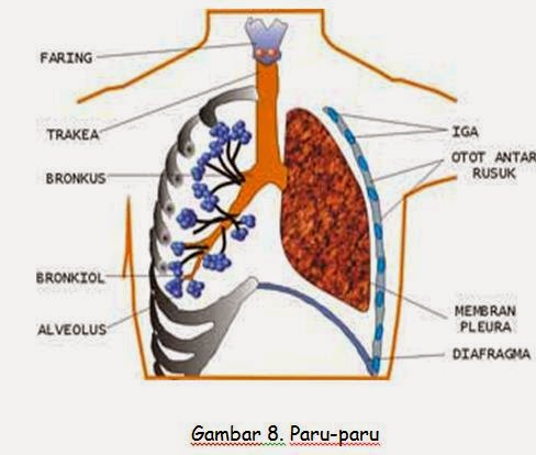 Paru-paru (Pulmo) | Pustaka Pandani