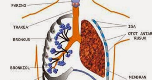 Paru-paru (Pulmo) | Pustaka Pandani