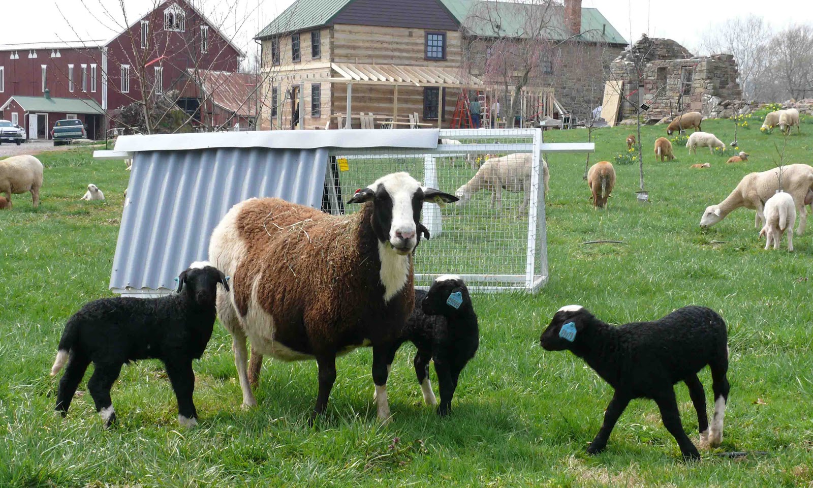 Whitmore Farm: Rotational grazing