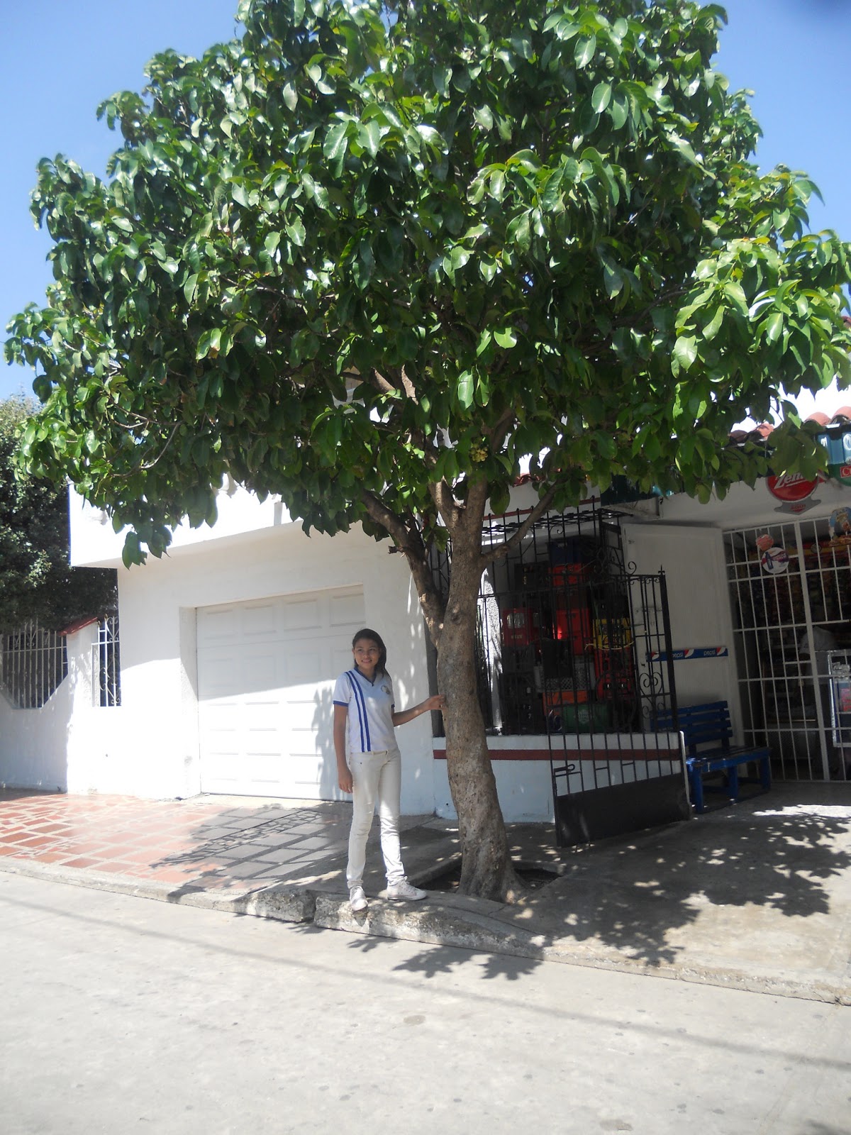 Santa Marta, sus especies vegetales : POMARROSA O PERITA DE AGUA ...