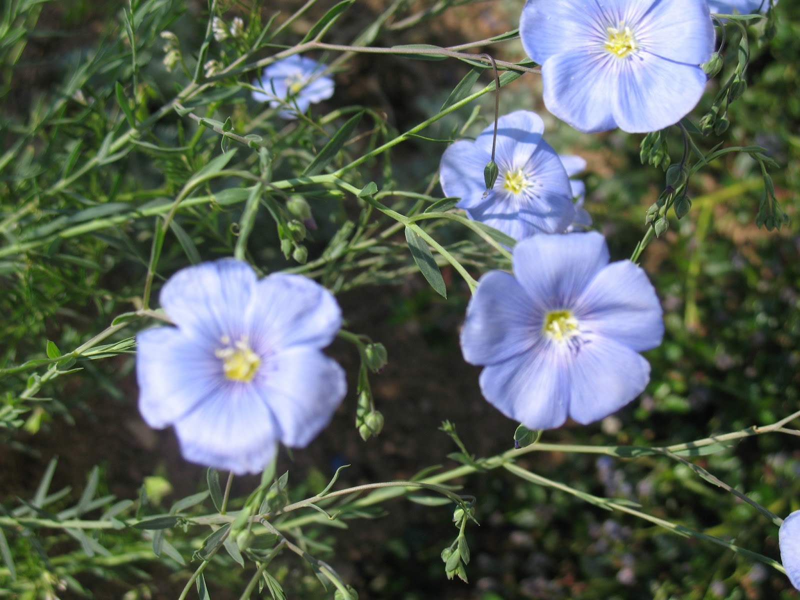 Roses du jardin Chêneland: Lin vivace bleu