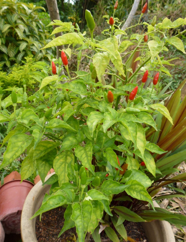 Greenfingers: Laman Lagi