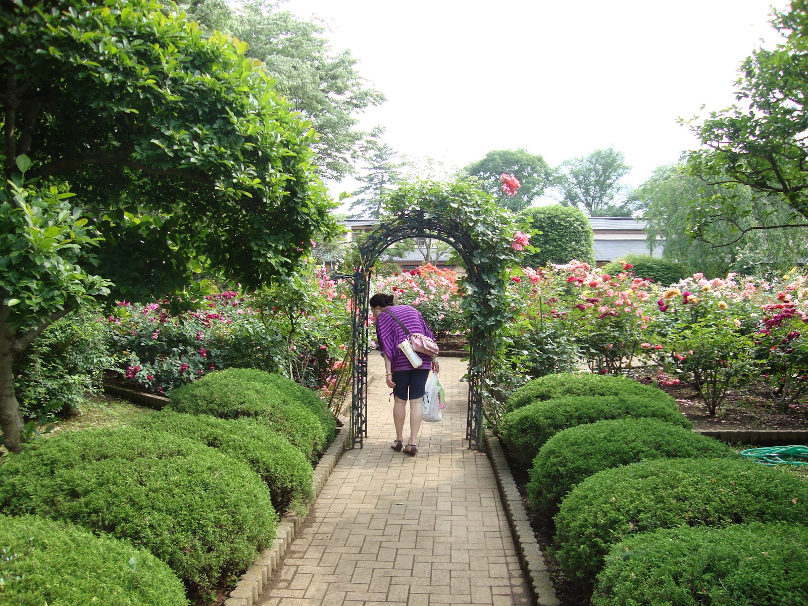 Life in Japan: The Rose Garden of Reitaku University