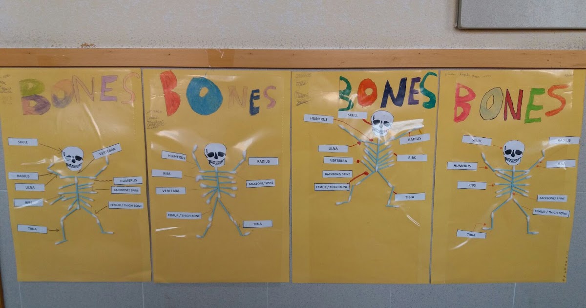 SCIENCE IN THE SCHOOL: BONES, BONES, BONES