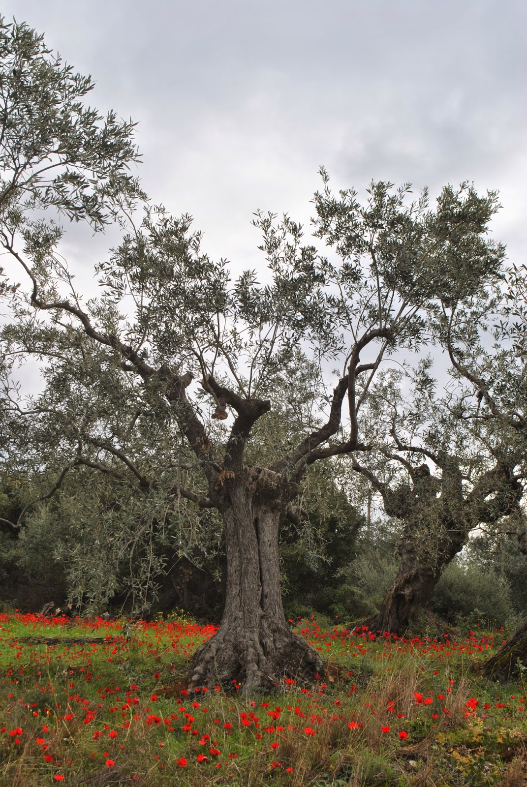 Ελια, του ηλιου η θυγατερα