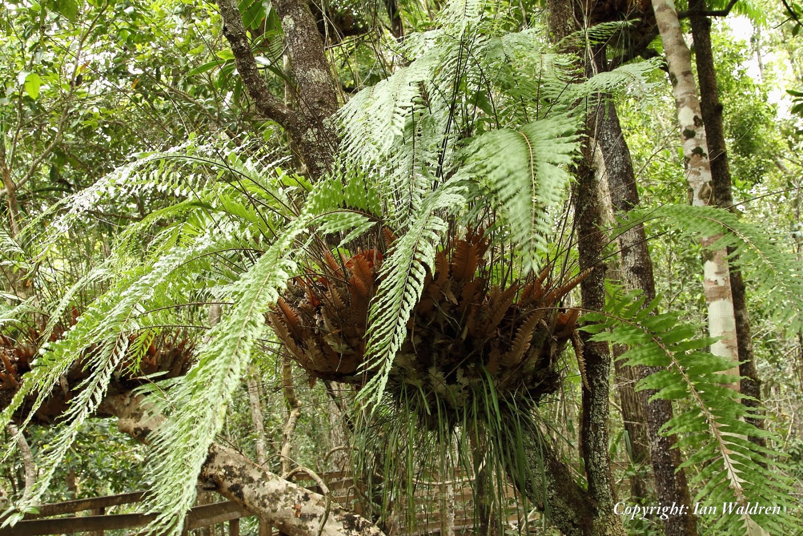 WILD TROPICAL QUEENSLAND: Ferns and Cycads