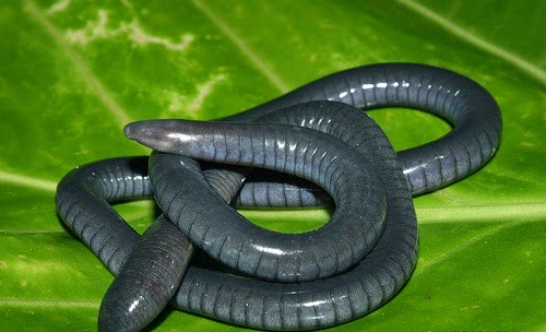 O Que são Amphisbaenas (Anfisbenas) e Gimnofionas (Cecílias ...