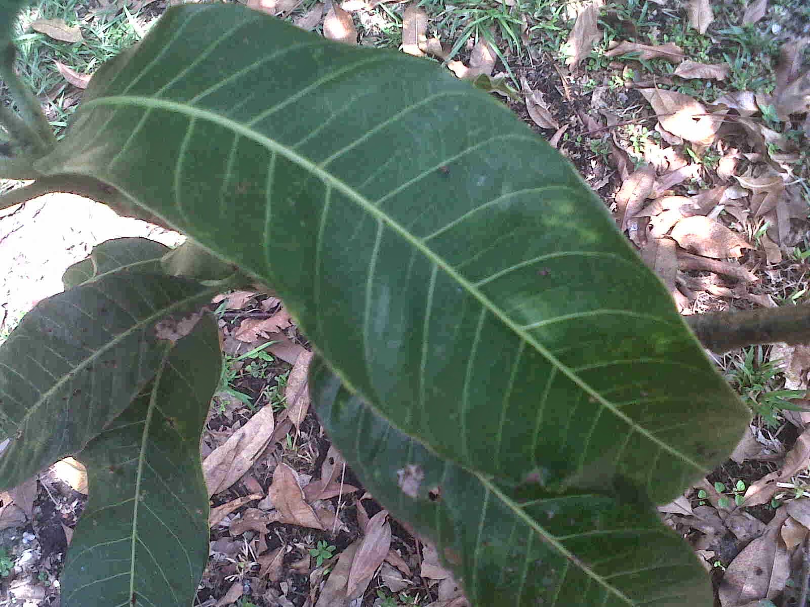 Belajar Tentang Alam tumbuhan: STUDI DAUN ( Bangun Daun Circumscriptio