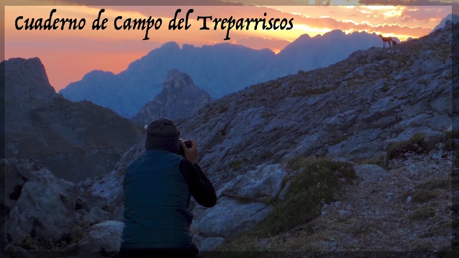 CUADERNO DE CAMPO del Treparriscos: Psora testacea.