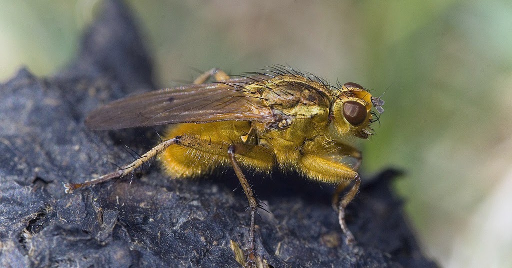 Invertebrados de Huesca: Scathophaga stercoraria (mosca amarilla del ...
