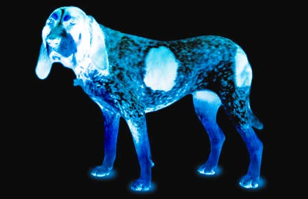 Four legged friends (and enemies): Maryland: A Halloween tale, the ...