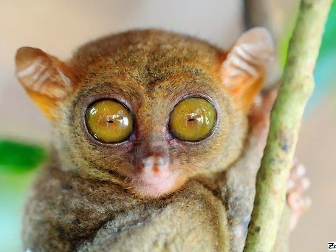 Fieggentrio: Bizarre, gekke, vreemde en bijzondere dieren.