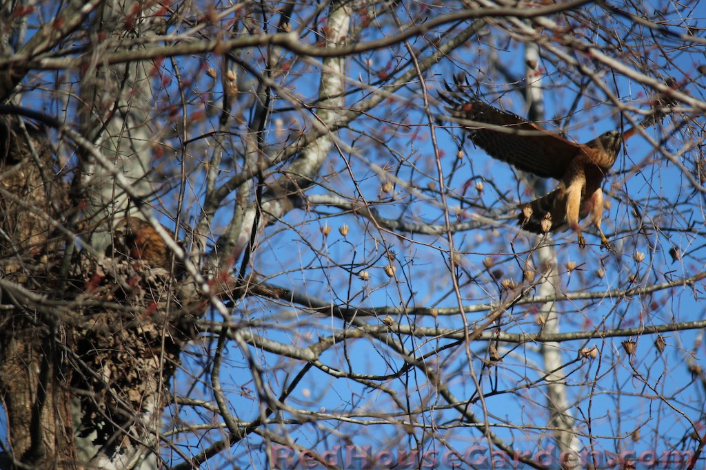 Red House Garden: Two Big Hawks, Sittin' in a Tree...