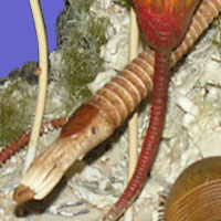 Life Before the Dinosaurs: Orthoceras.