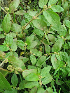 MENGENAL KHASIAT RUMPUT PATIKAN KEBO | INFORMASI KESEHATAN DAN KHASIAT ...