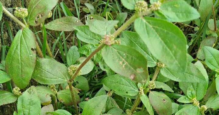 MENGENAL KHASIAT RUMPUT PATIKAN KEBO | INFORMASI KESEHATAN DAN KHASIAT ...