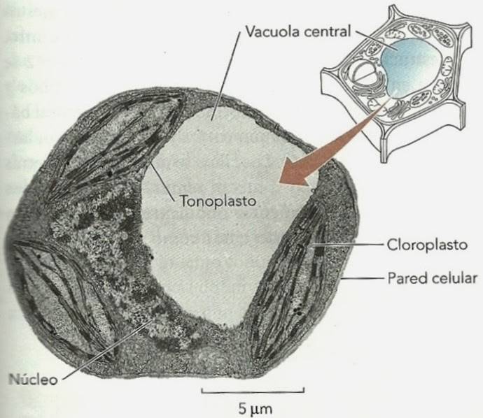 VACUOLA