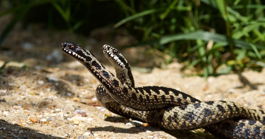 British Wildlife Centre ~ Keeper's Blog: Dance of the Adders 2018