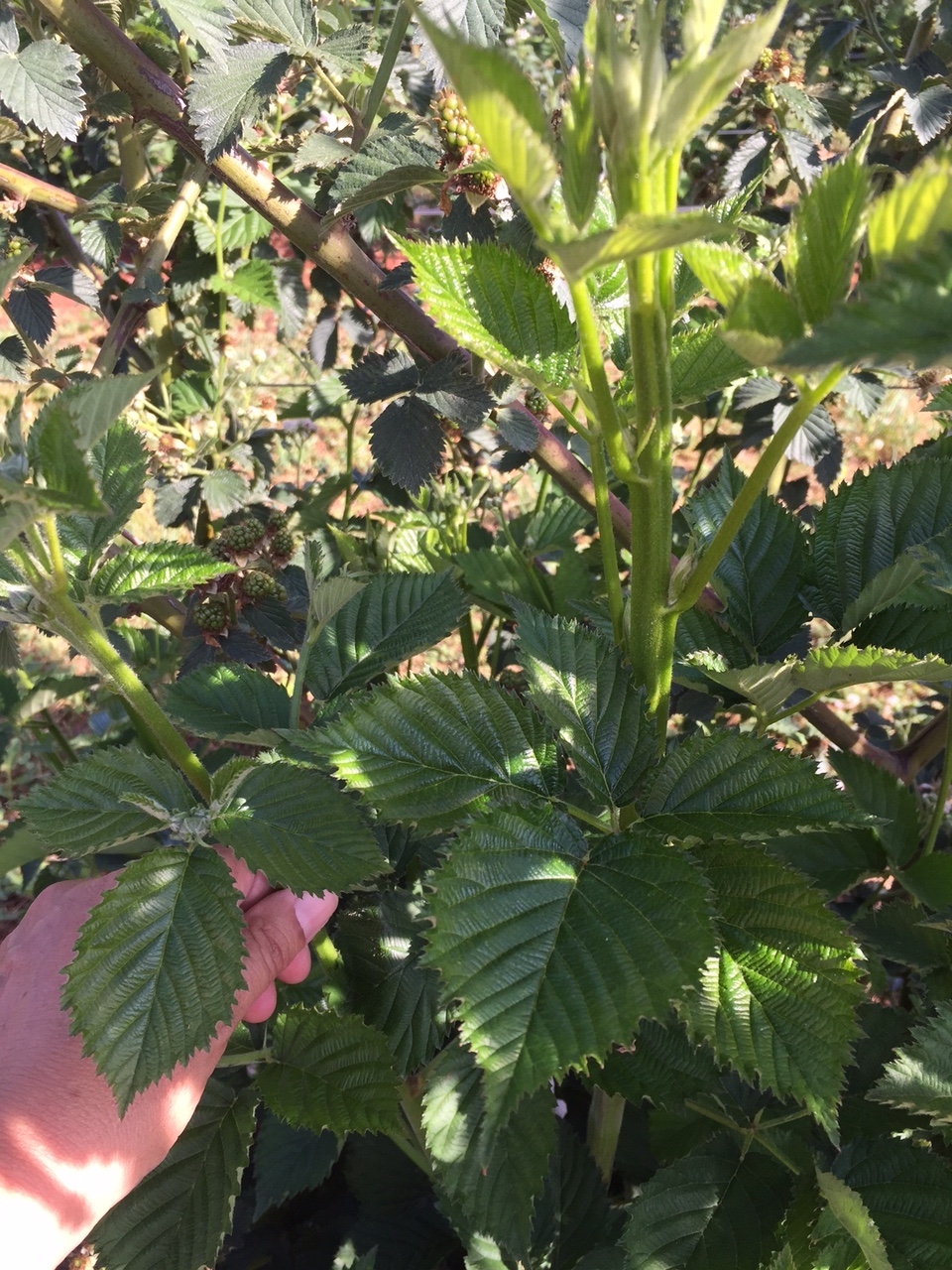 Team Rubus: How can I tell the difference between a primocane and ...