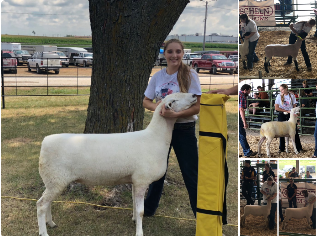 #Proud2BR3 Accomplishments: FFA Wins Awards at the NE Expo in Sheep