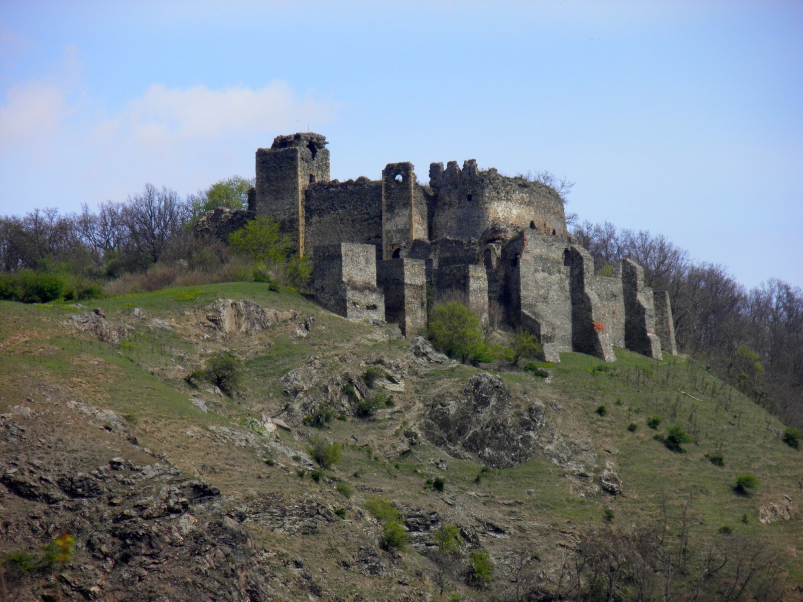 PASARI DIN ROMANIA: CUCUL (1), Cuculus canorus