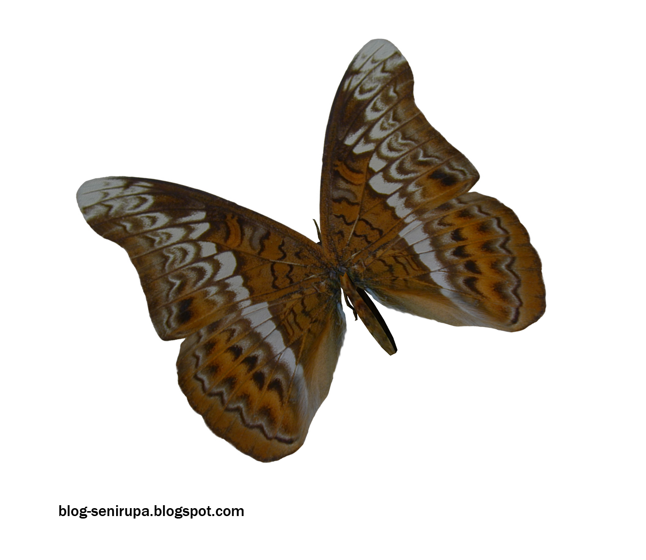 Stock Foto Gambar Kupu-kupu High Resolution