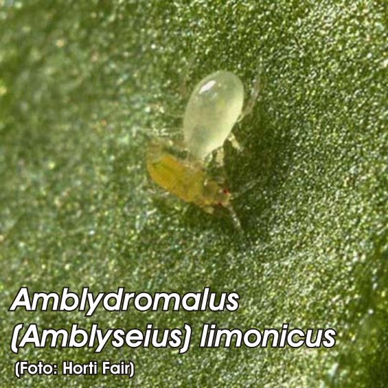 Homo agricola: diciembre 2011