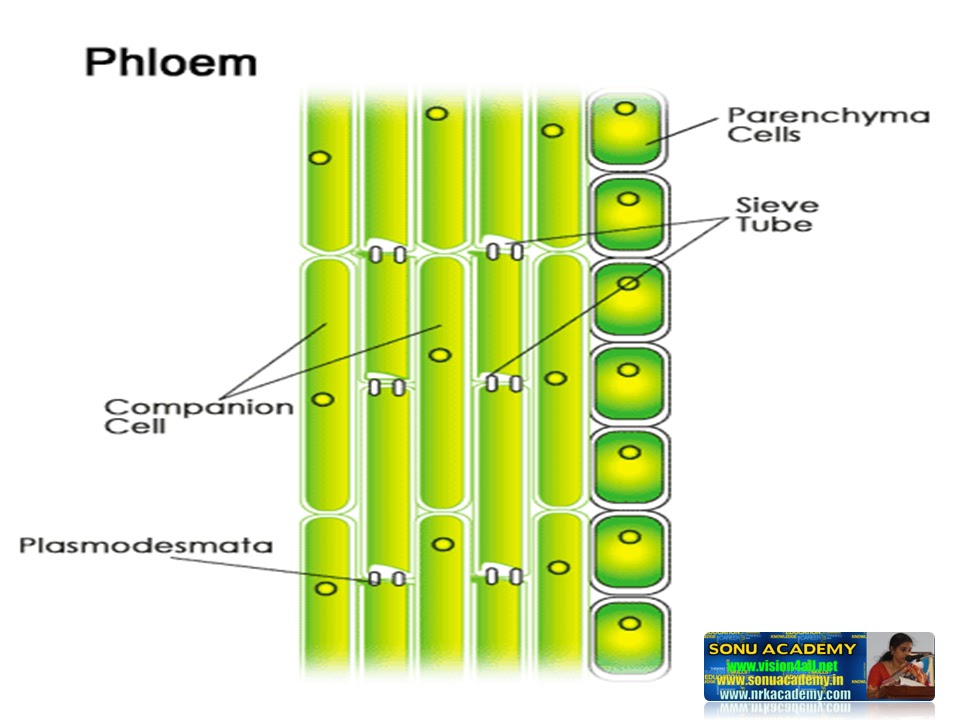 Phloem Cell