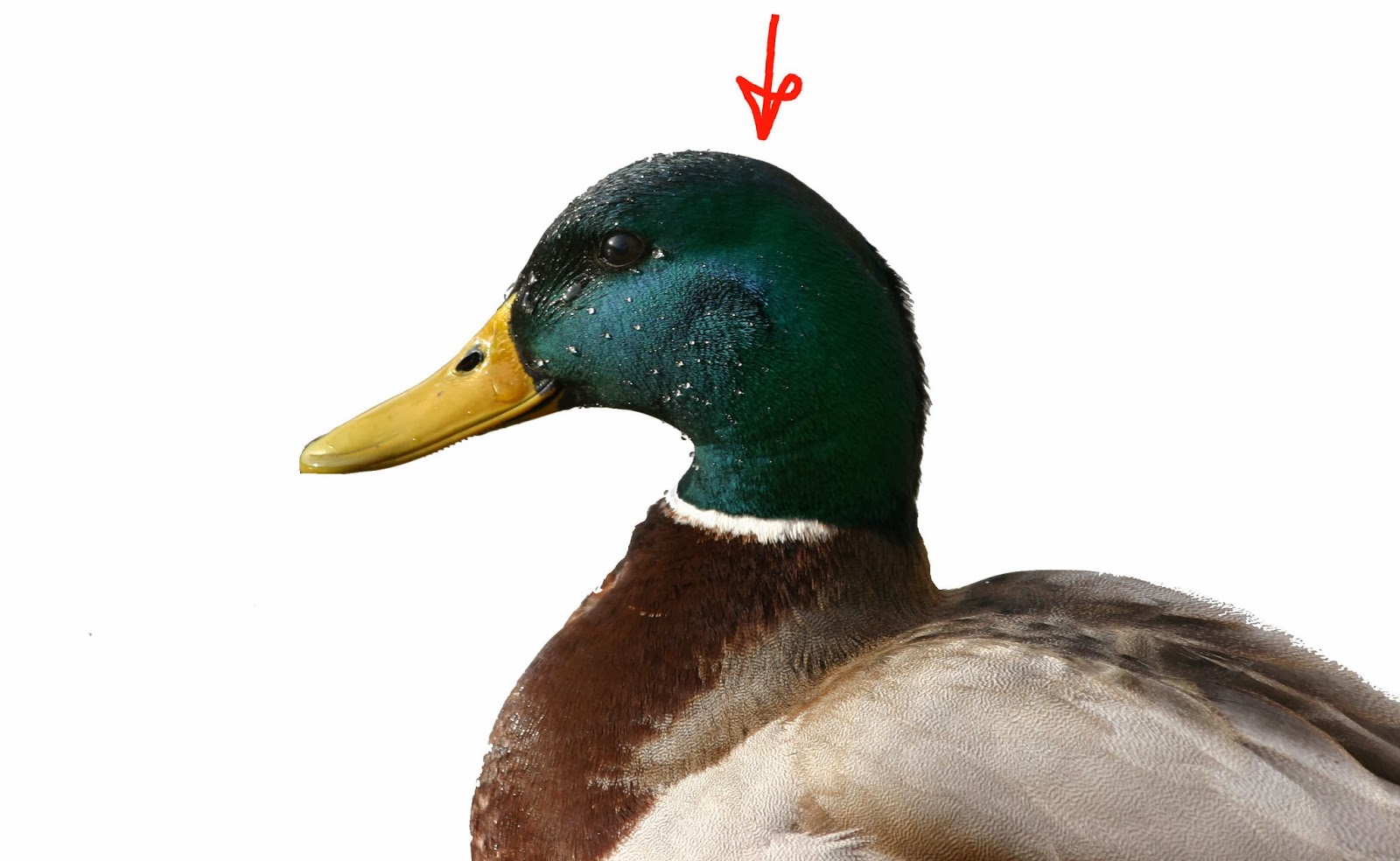 Trend: ‘duck blue’ is the season’s color | Home Decor Blog | Mydecolab