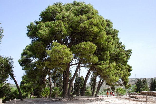 How to Make Assida Zgougou | How to cook tunisian food. ~ 100% Tunisian