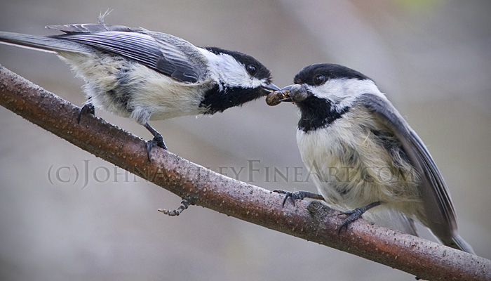 Wild and Free Montana: Mate-feeding on Mother's Day