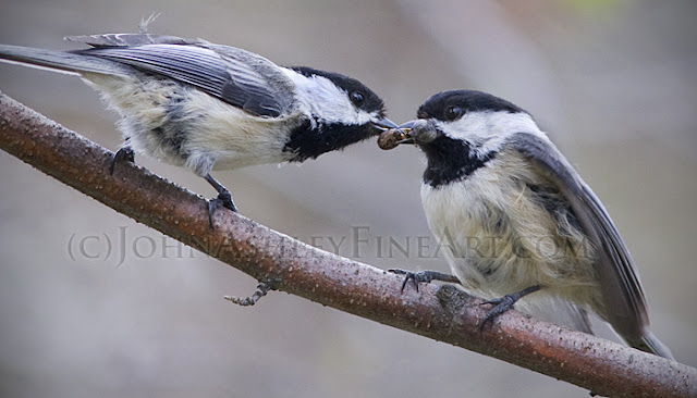 Wild and Free Montana: Mate-feeding on Mother's Day