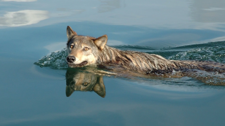 White Wolf : Meet the Rare Sea Wolves With Two Paws in the Ocean and ...