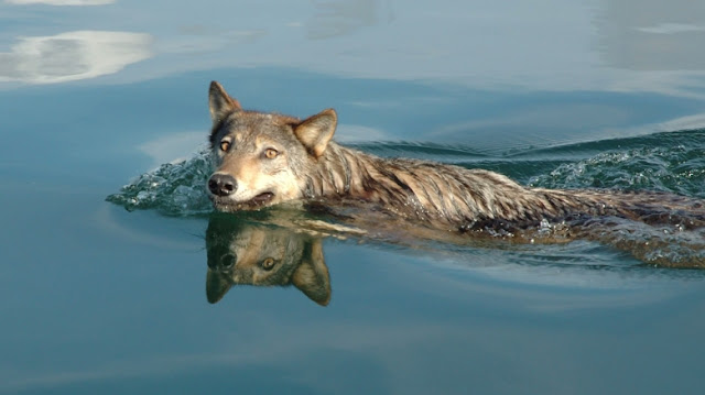 White Wolf : Meet the Rare Sea Wolves With Two Paws in the Ocean and ...