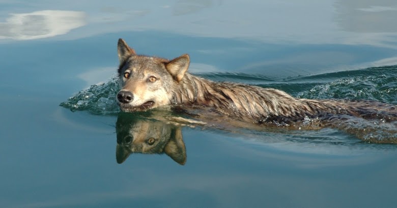 White Wolf : Meet the Rare Sea Wolves With Two Paws in the Ocean and ...
