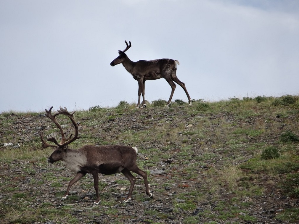 TVL: Animal da semana - Rena