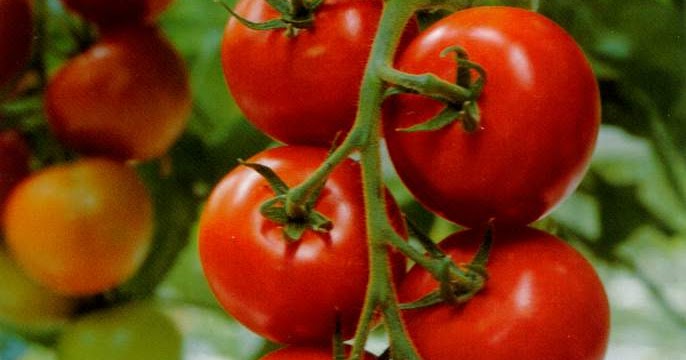Mia's Domain: Organic Tomatoes Contain Higher Levels of Antioxidants