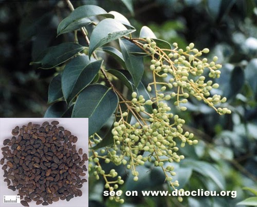 Grossy privet fruit (Nuzhenzi)-Ligustrum lucidum Ait.